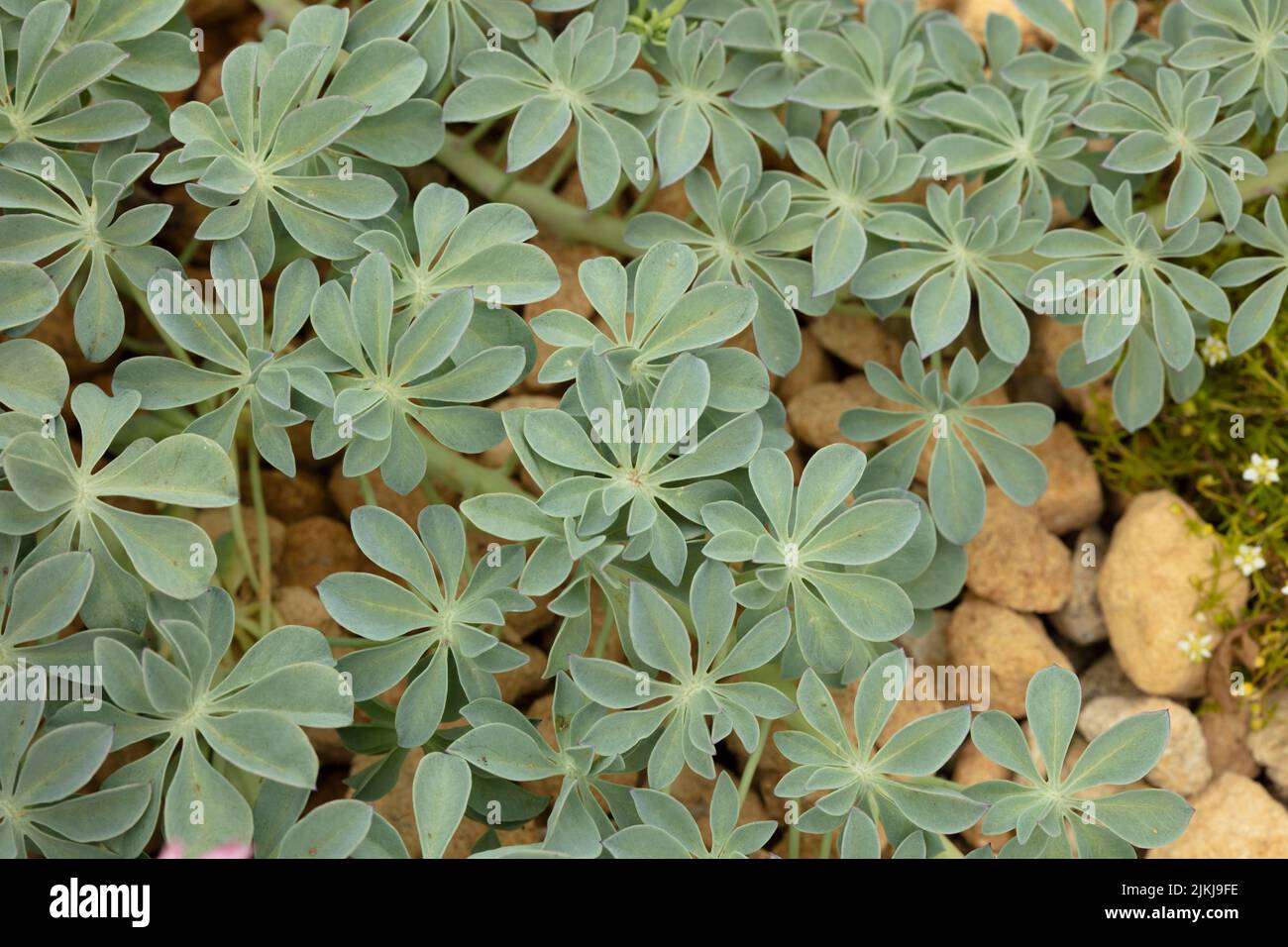 Prolific Tropaeolum polyphyllum, yellow lark's heels, interesting ...