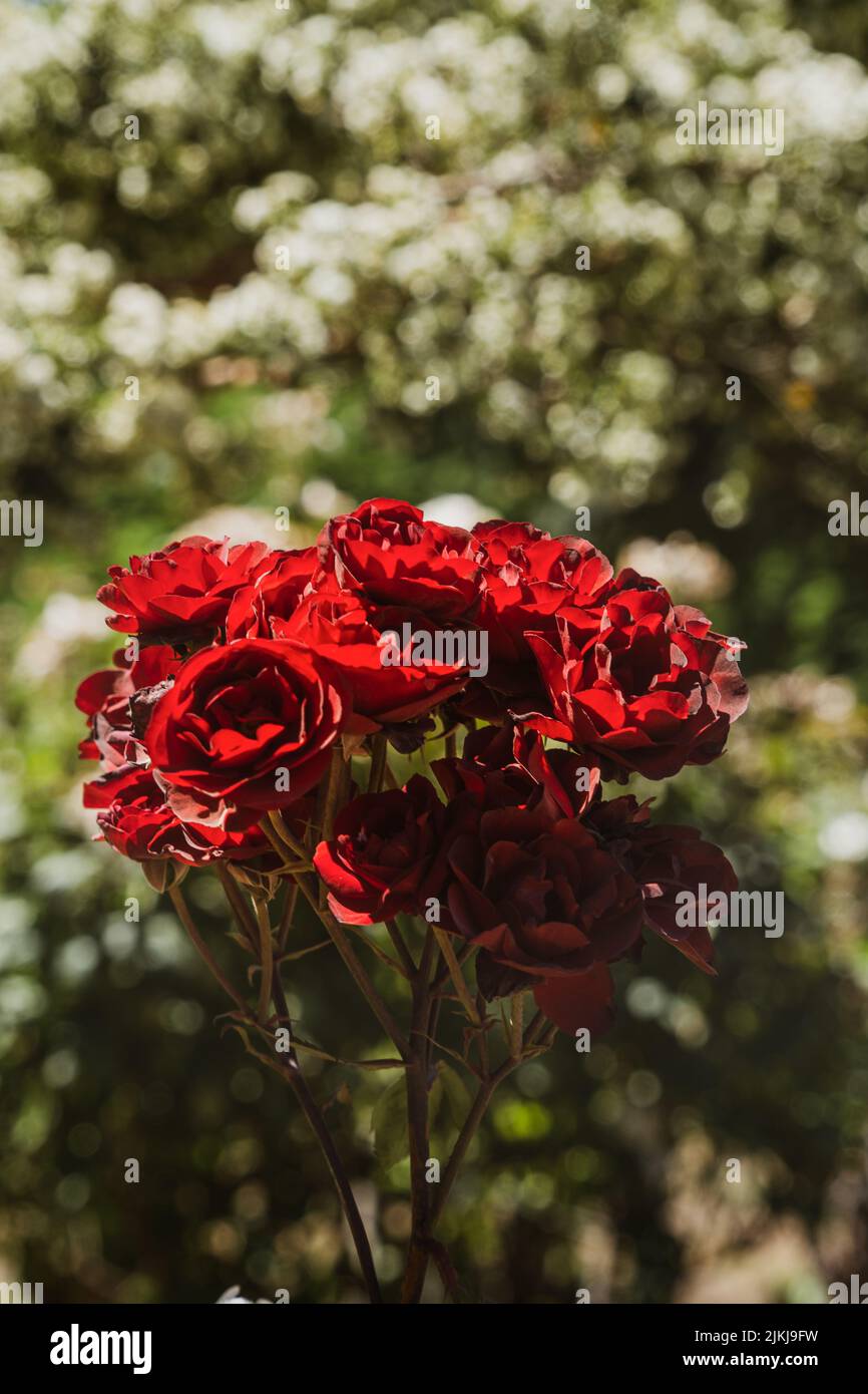 A vertical shot of a small bunch of red roses on blurred green ...