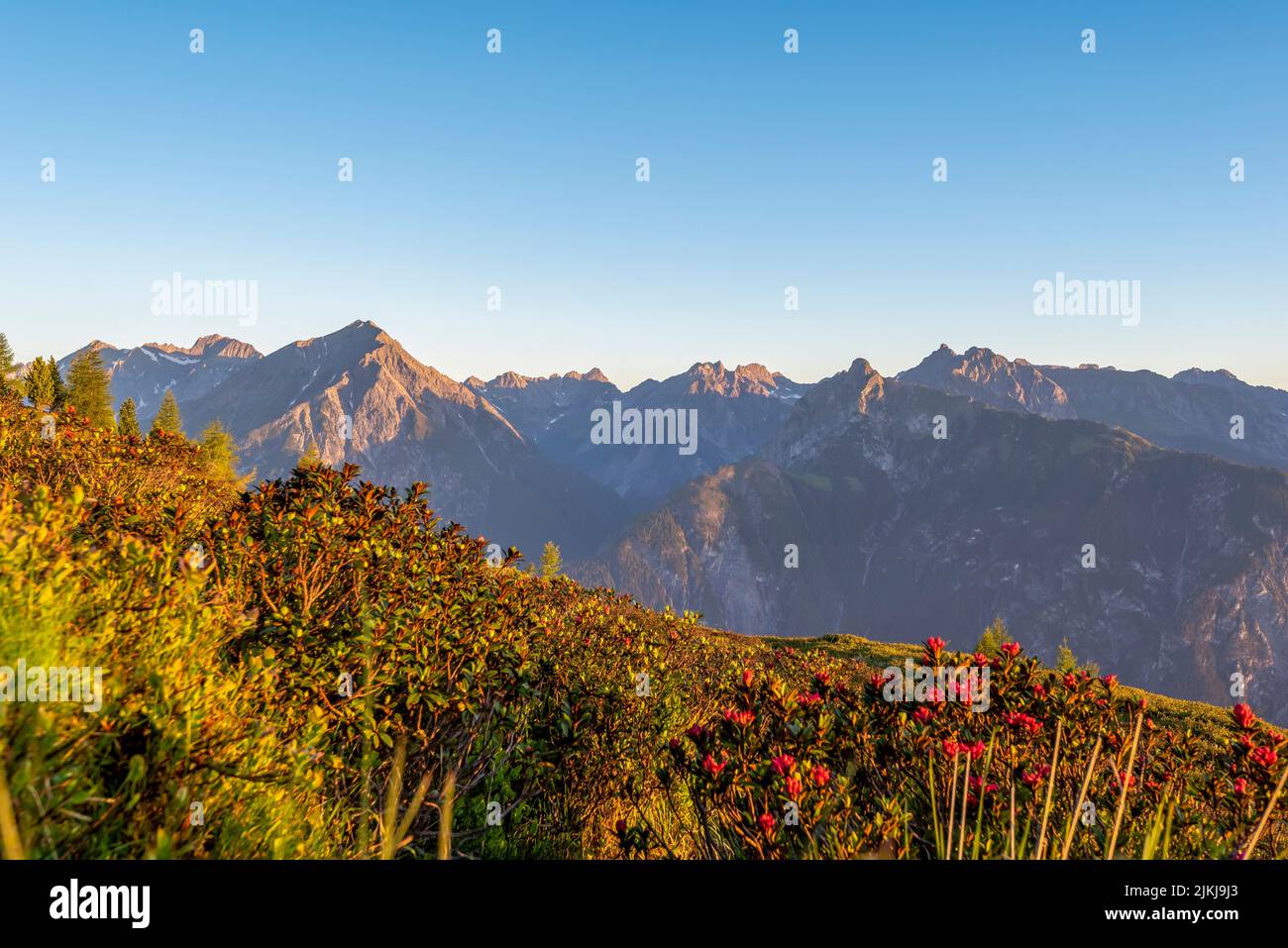 Rose trees white roses hi-res stock photography and images - Alamy