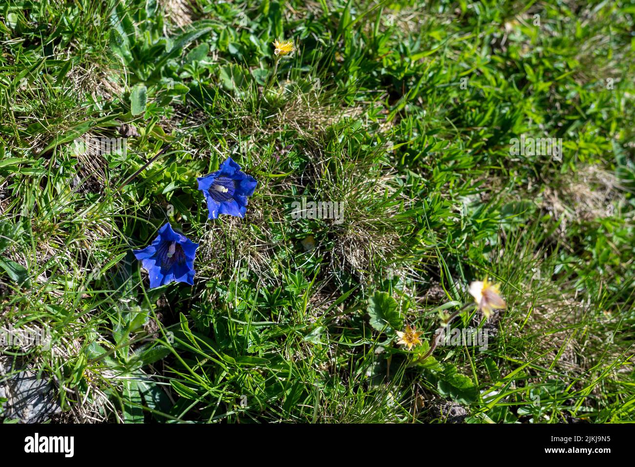 Alps austria gentian hi-res stock photography and images - Alamy