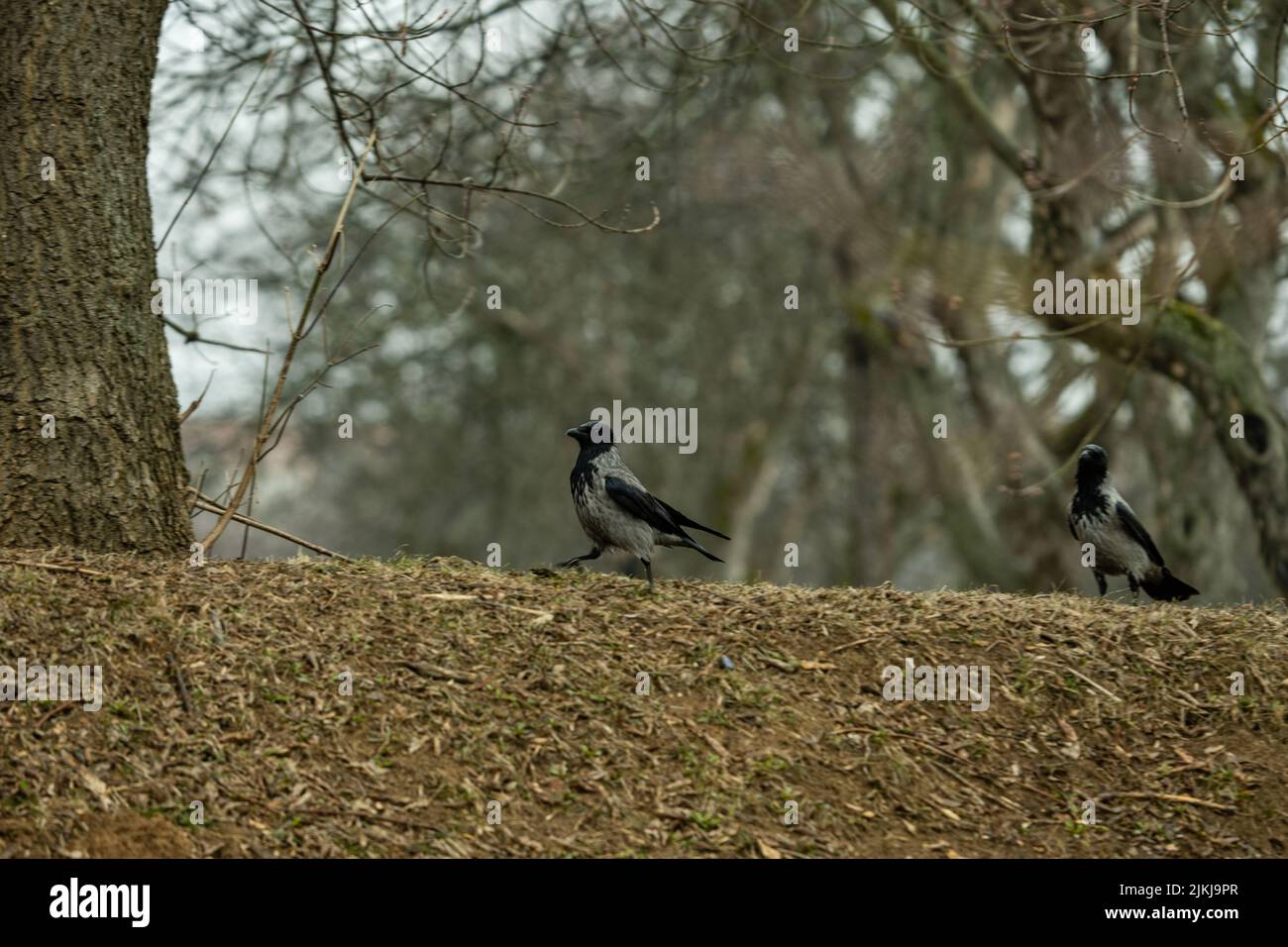 Crows standing hi-res stock photography and images - Alamy