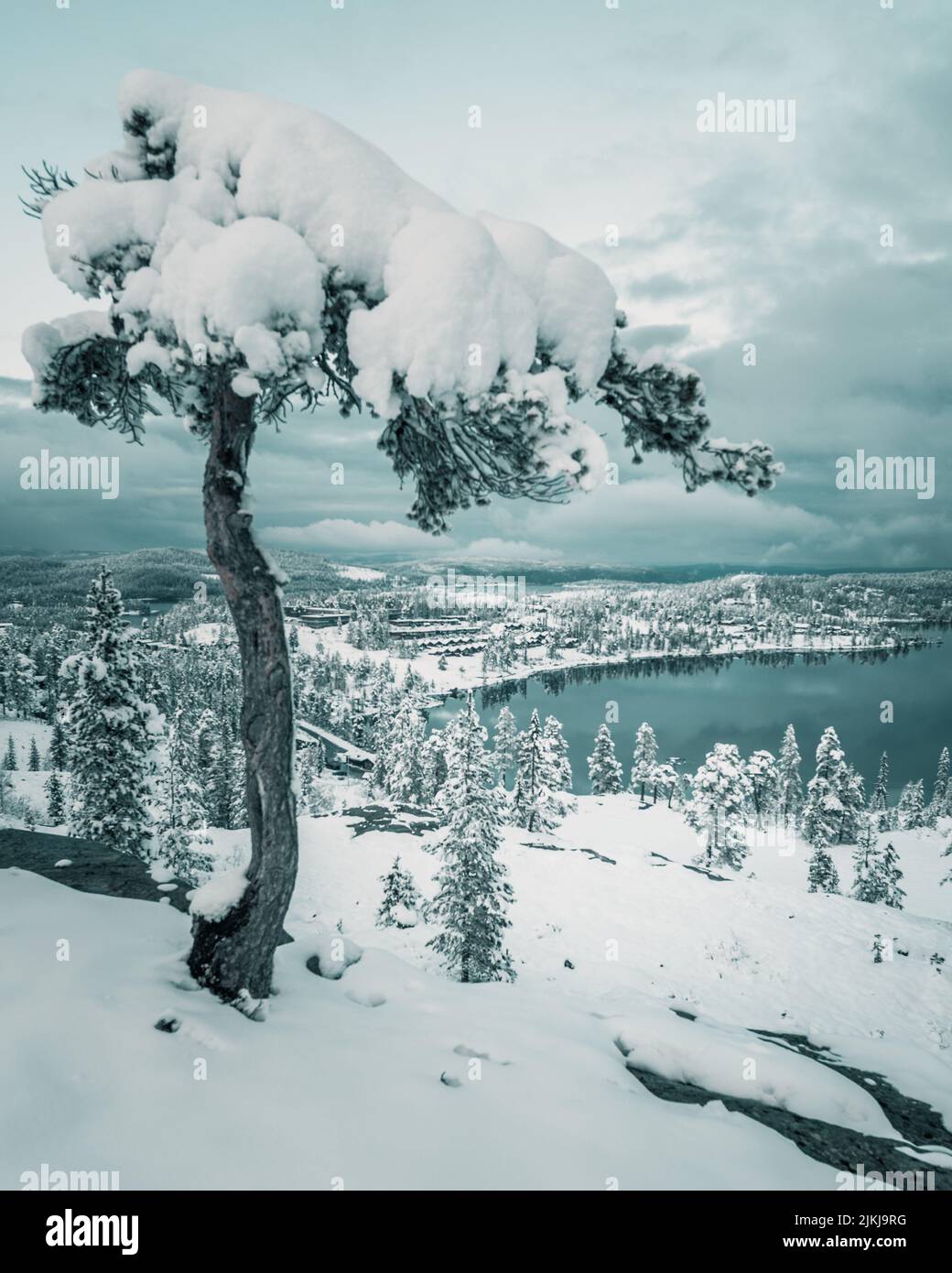 A vertical winter landscape with snowy trees on the shoreline Stock ...