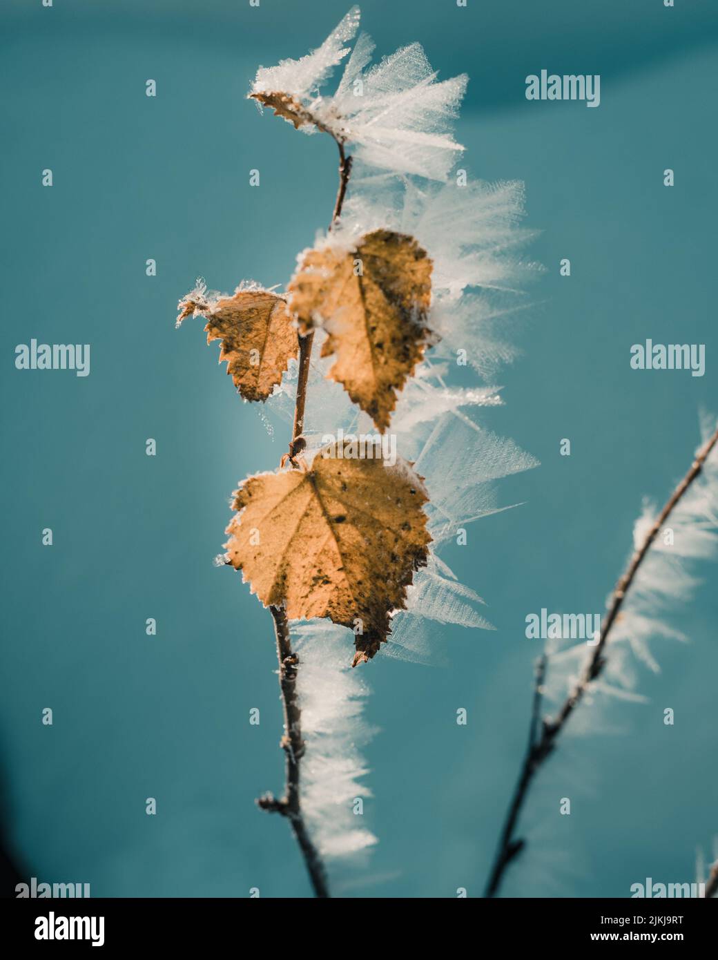A vertical closeup of yellow leaves with ice on a blue sky background ...