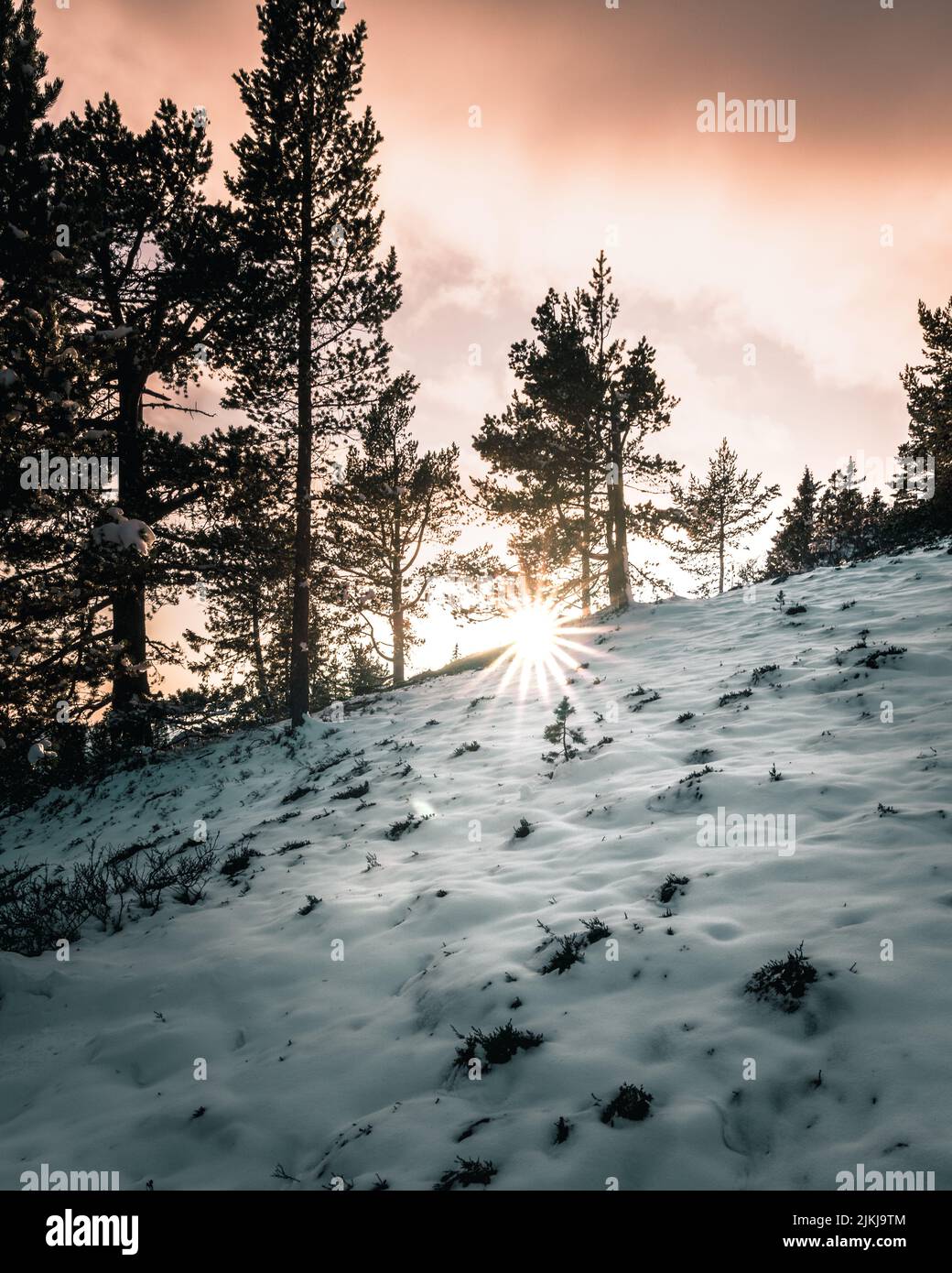A vertical winter landscape with the sun shining behind the snowy trees ...