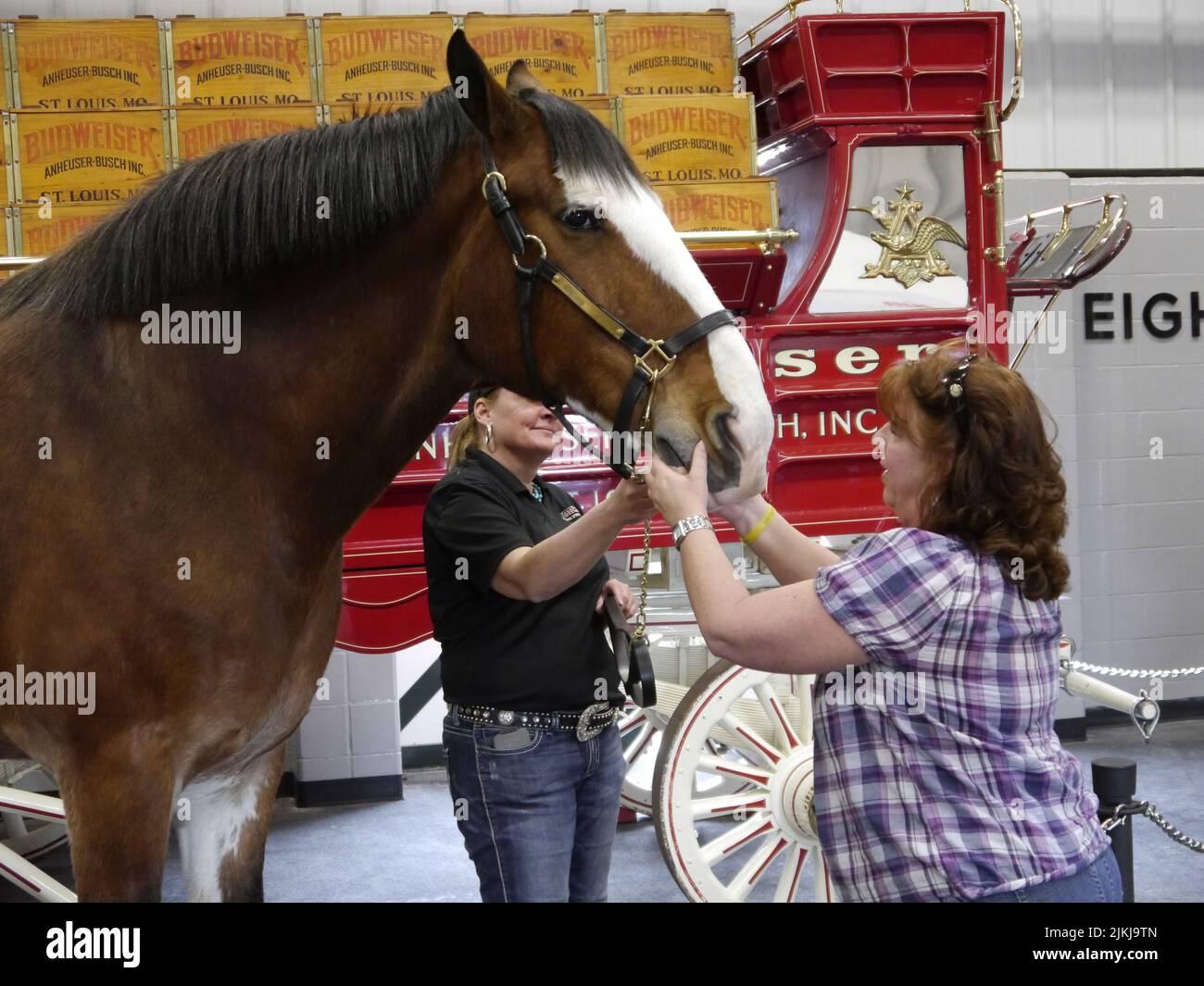 A view of visitors interacting with a Budweiser Clydesdale at warm ...