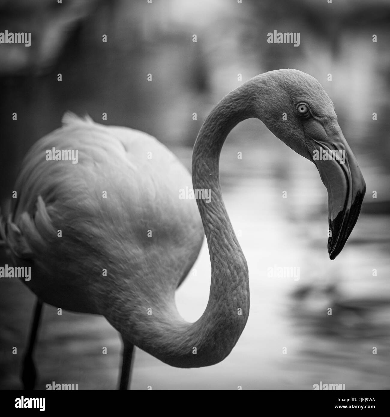 Beautiful flamingo bird in nature hi-res stock photography and images ...