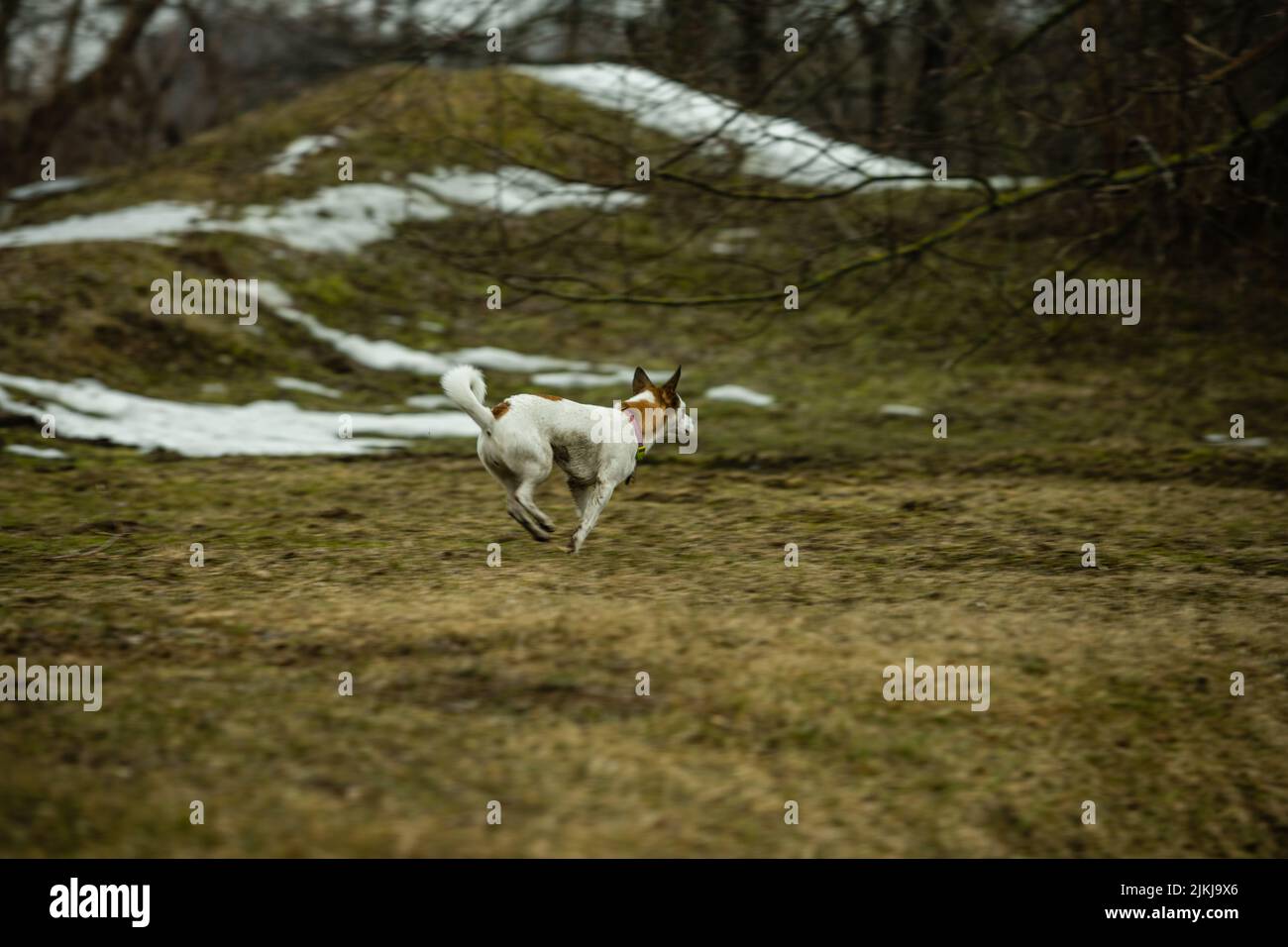 A white and brown Fox Terrier running in a field with half-melted snow ...