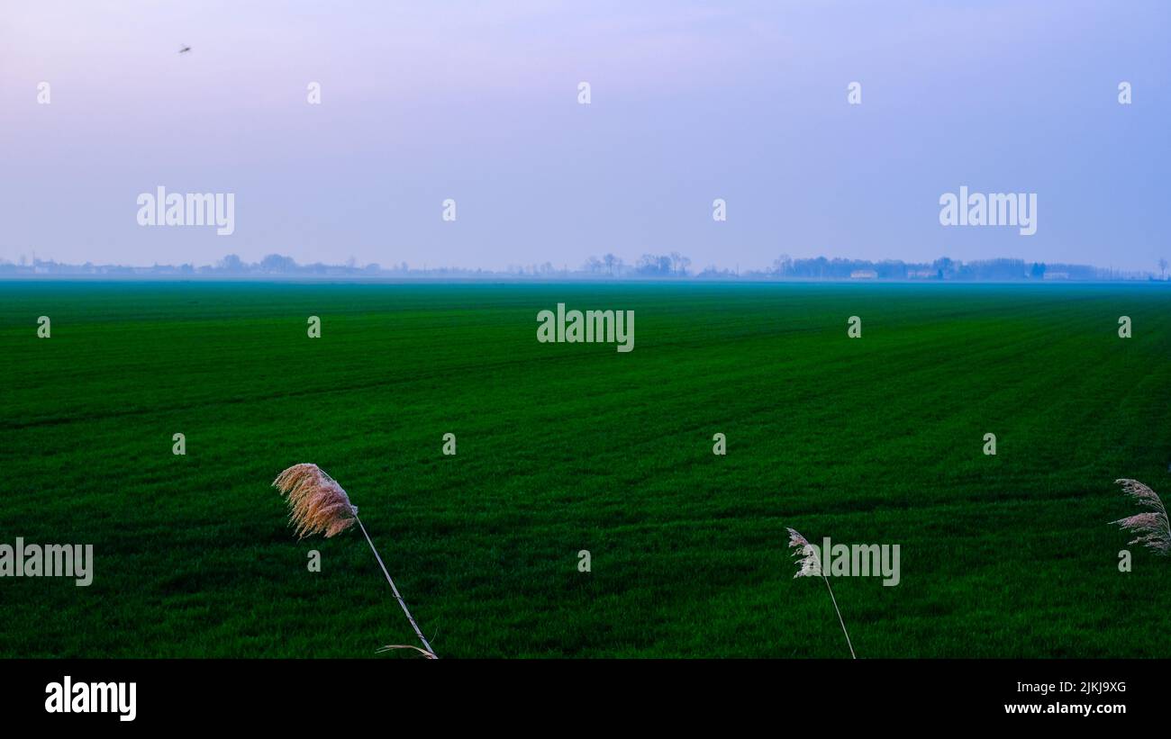 countryside view of northern Italy. Treviso. Veneto. Green meadow with ...