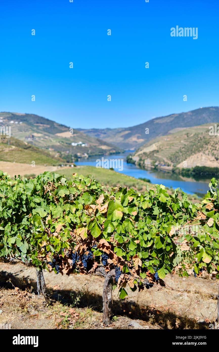 Quinta s luiz hi-res stock photography and images - Alamy