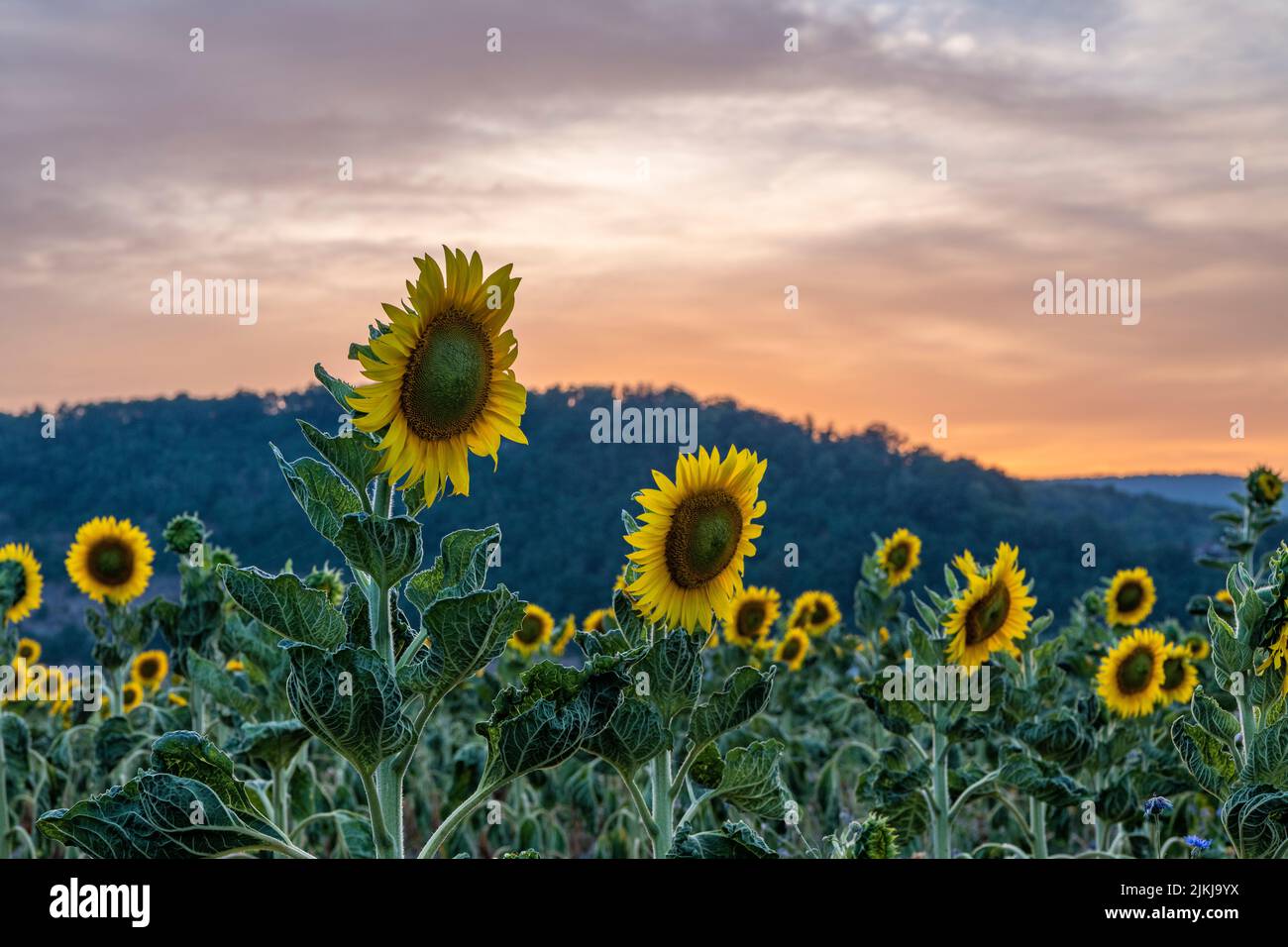 Sunflower field at sunset Stock Photo - Alamy