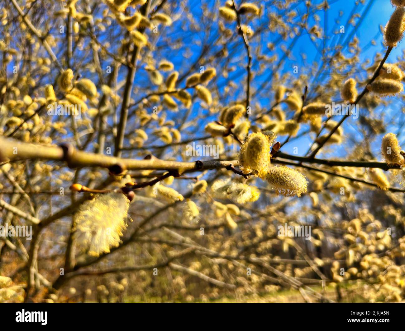 Spring beautiful willow branches hi-res stock photography and images ...