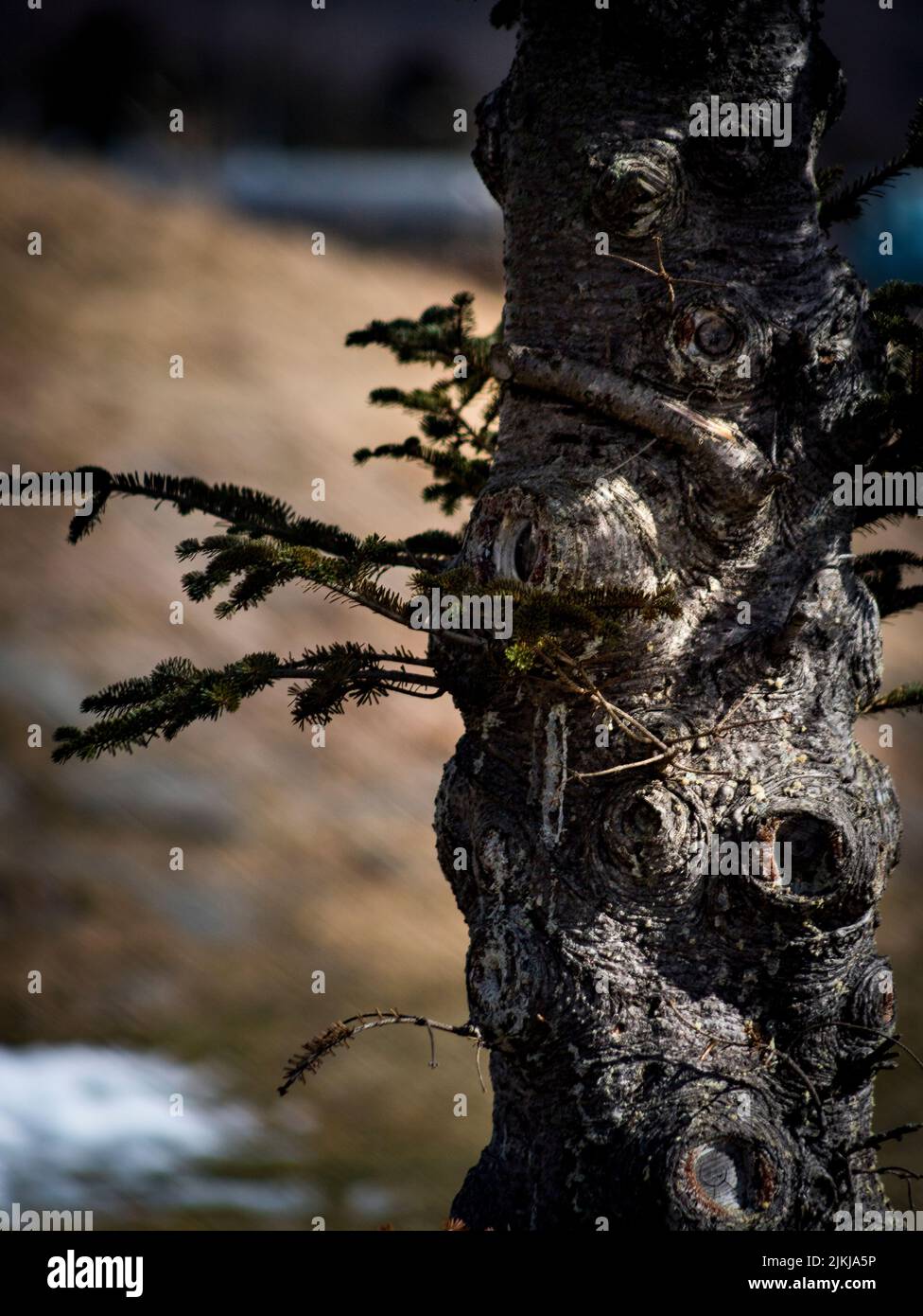 Trunk with needles hi-res stock photography and images - Alamy