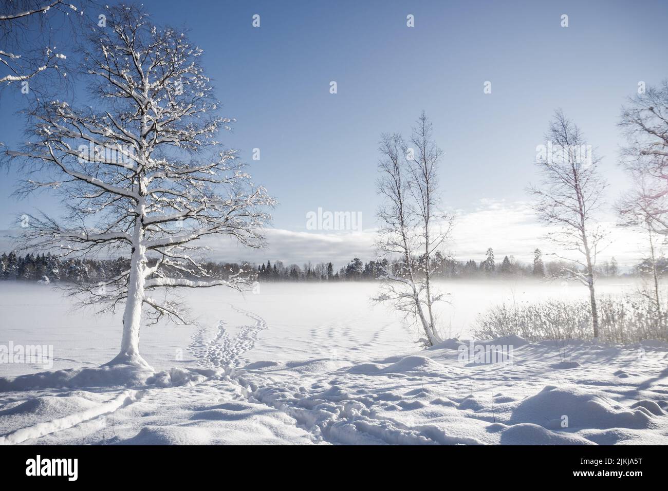 A winter field with trees covered with dense snow and the forest in the ...