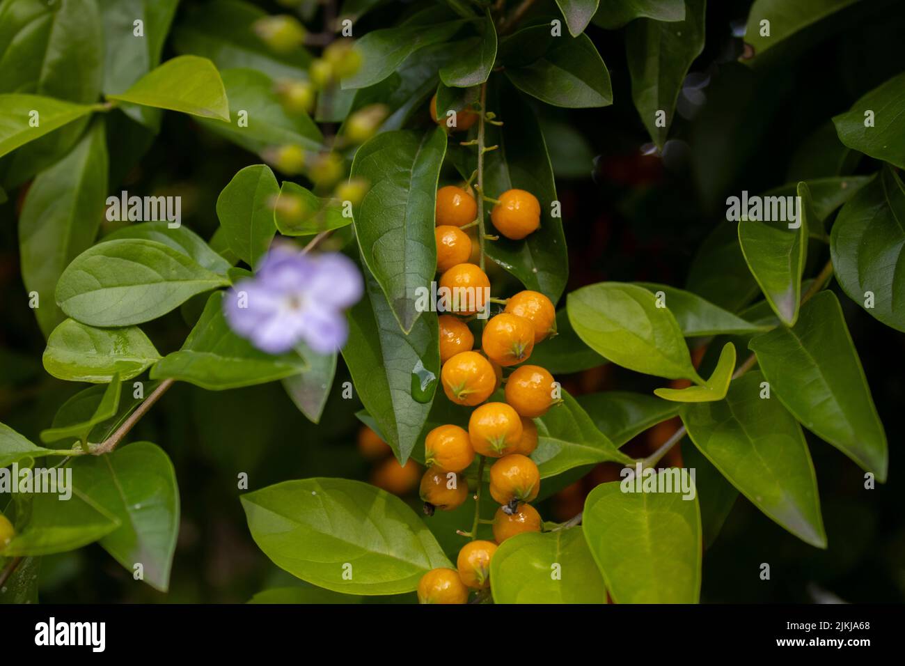 A closuep shot of a Chinese magnolia-vine fruit tree(Schisandra ...