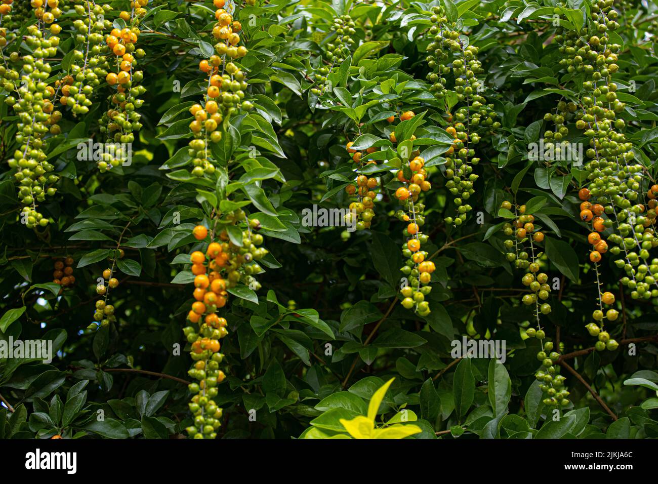 A tree of Celastrus with growing yellow fruits Stock Photo - Alamy