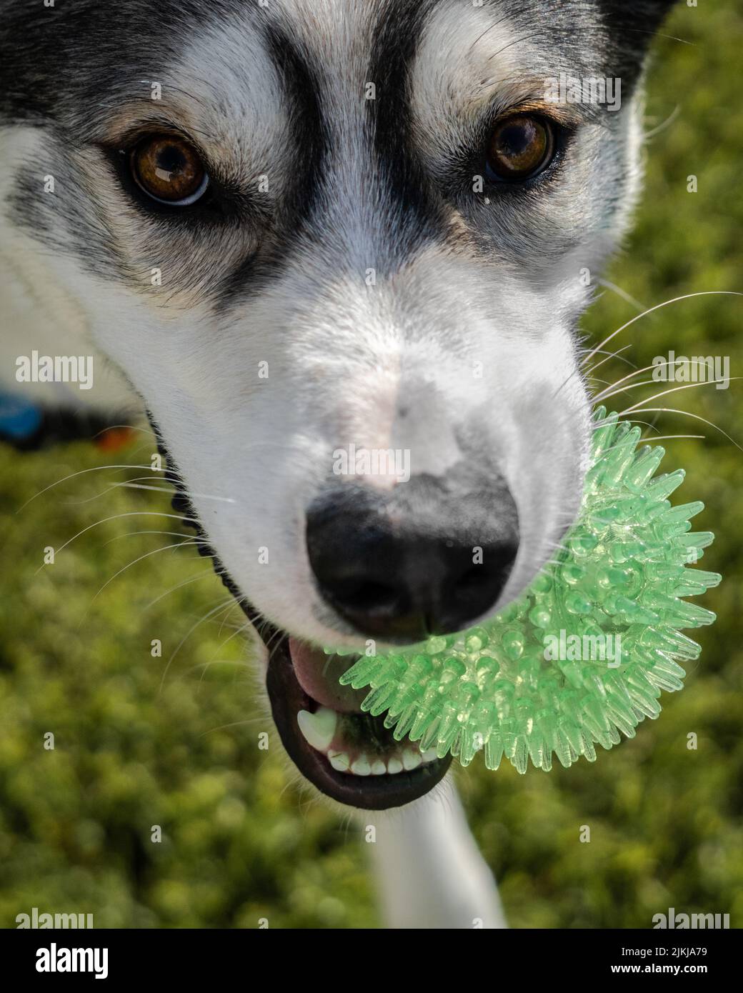 Husky head shot hi-res stock photography and images - Alamy