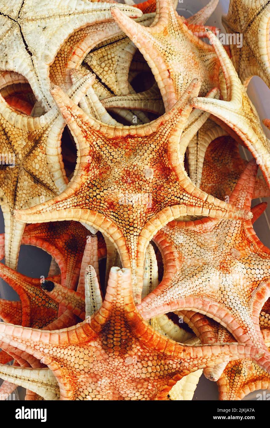 A vertical view from above of a pile of dried starfish in a plastic ...