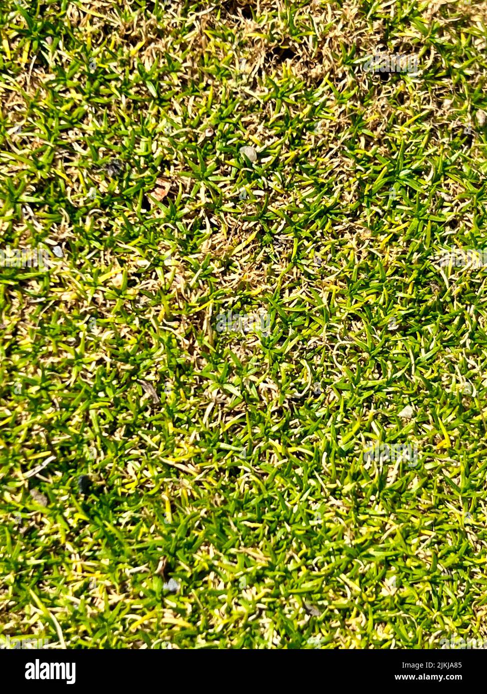 A vertical background of grass ground Stock Photo - Alamy
