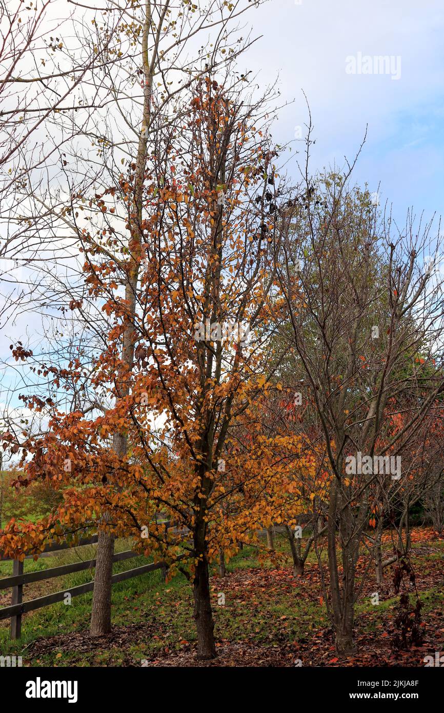 A vertical shot of colorful trees during fall in the Southern Highlands ...