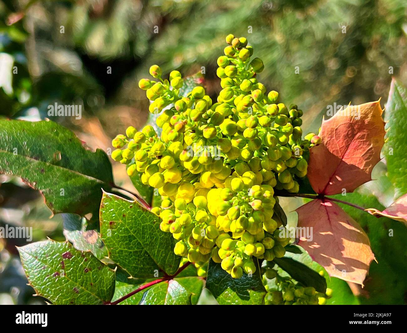 Grape plant hi-res stock photography and images - Alamy