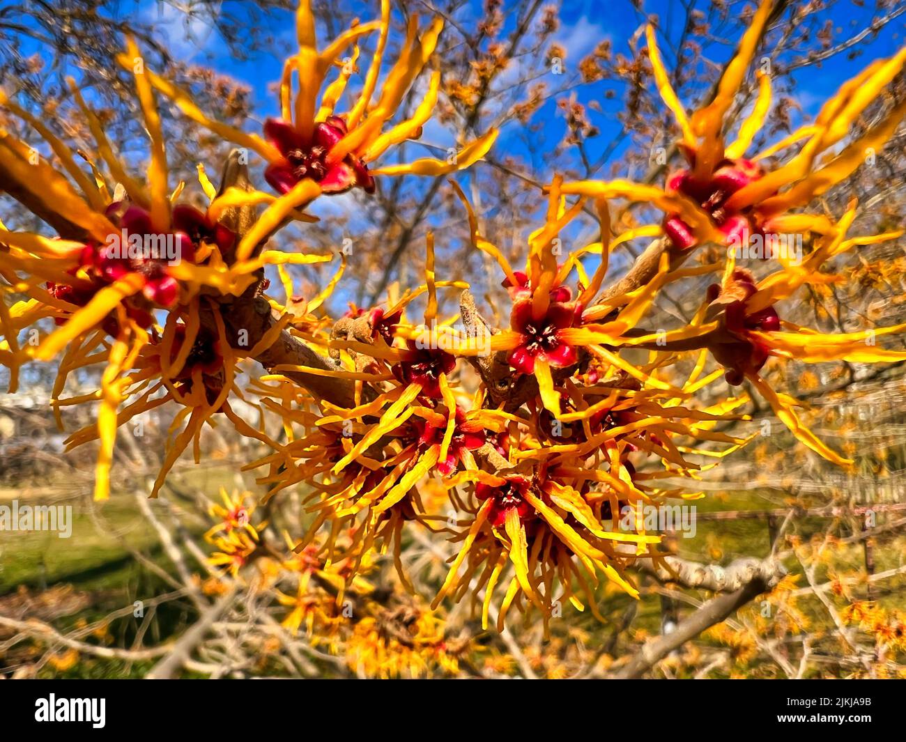 American witch hazel hi-res stock photography and images - Alamy