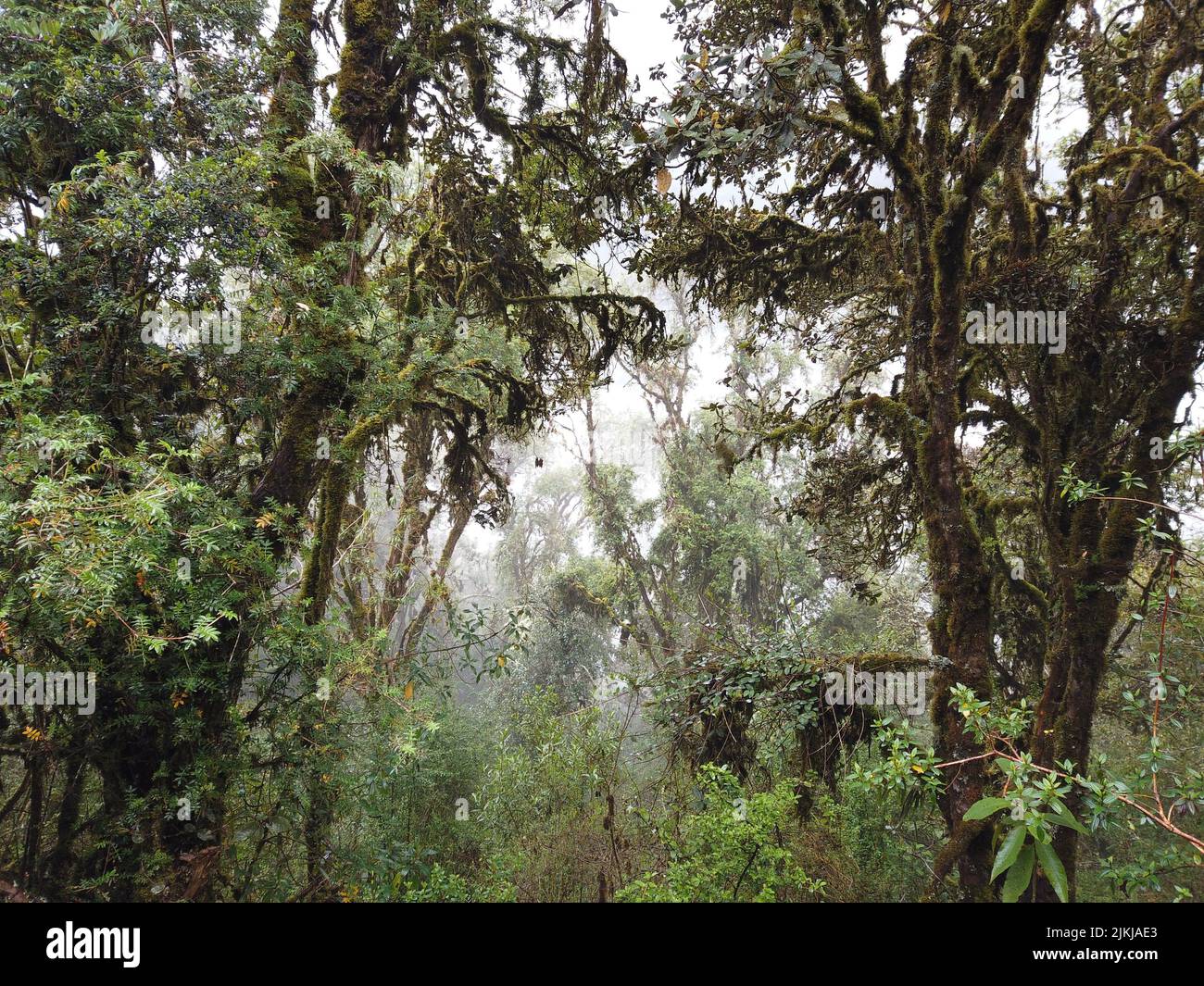 A scenic view of dense trees with green branches in a misty forest ...