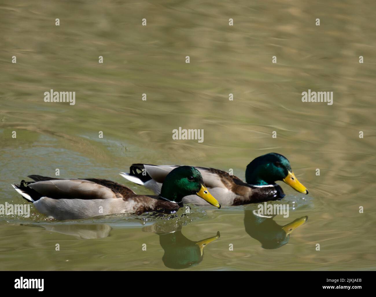 Two male mallard ducks swimming in a pond Stock Photo - Alamy