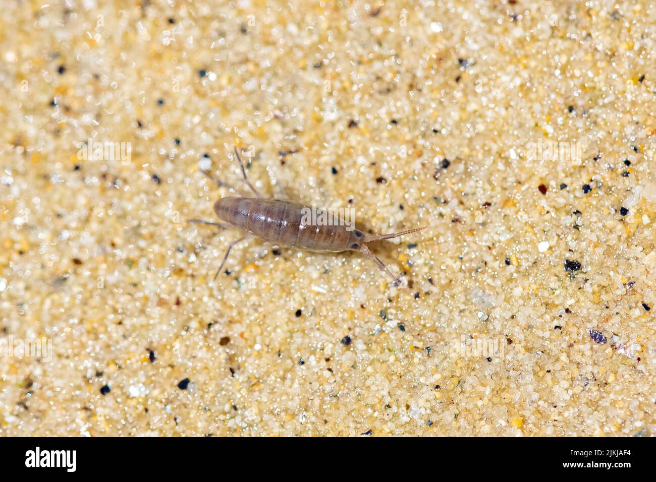 Sand hopper, Talitrus saltator, small crustacean on the sand Stock ...