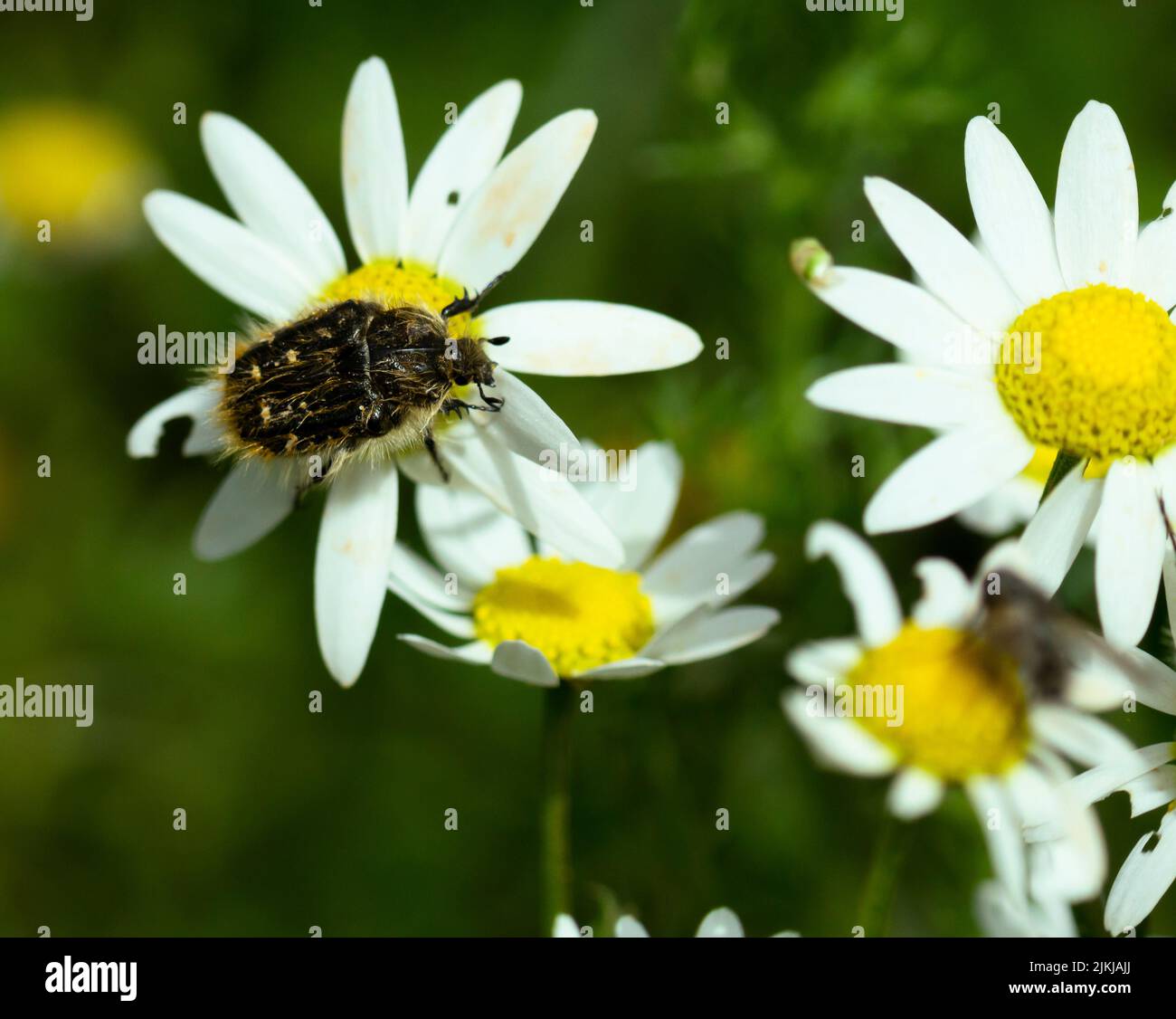 Flower chafel hi-res stock photography and images - Alamy