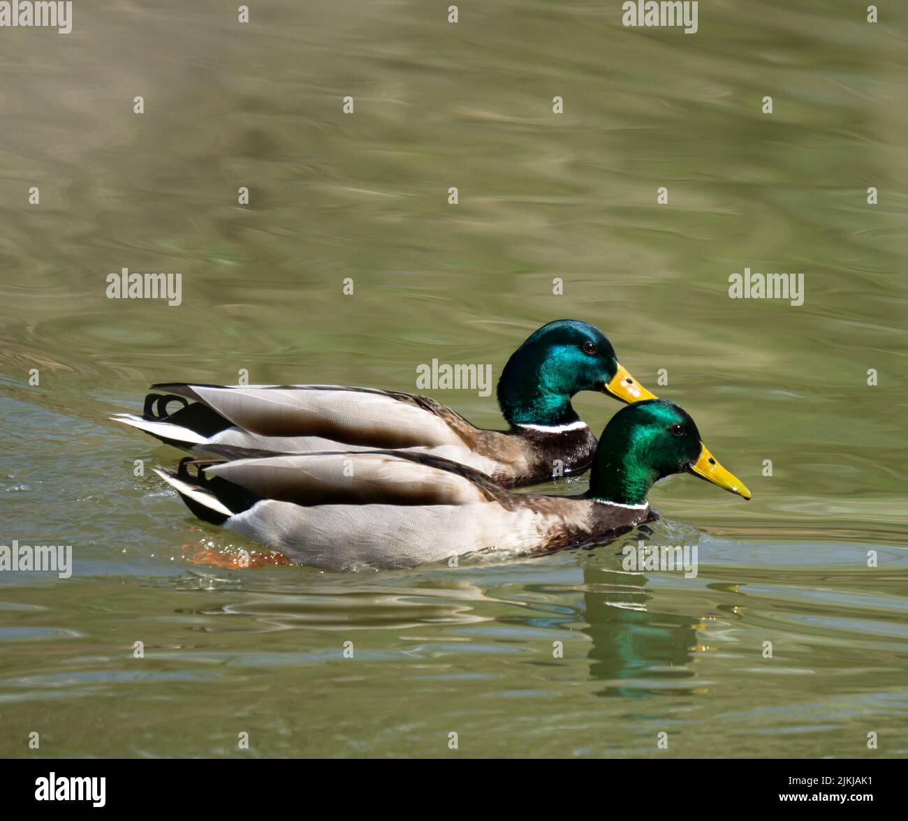 Two male mallard ducks swimming in a pond Stock Photo - Alamy