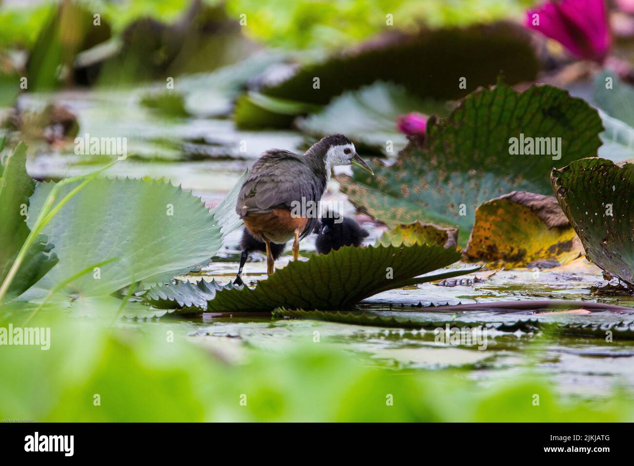 Waterhen lake hi-res stock photography and images - Alamy