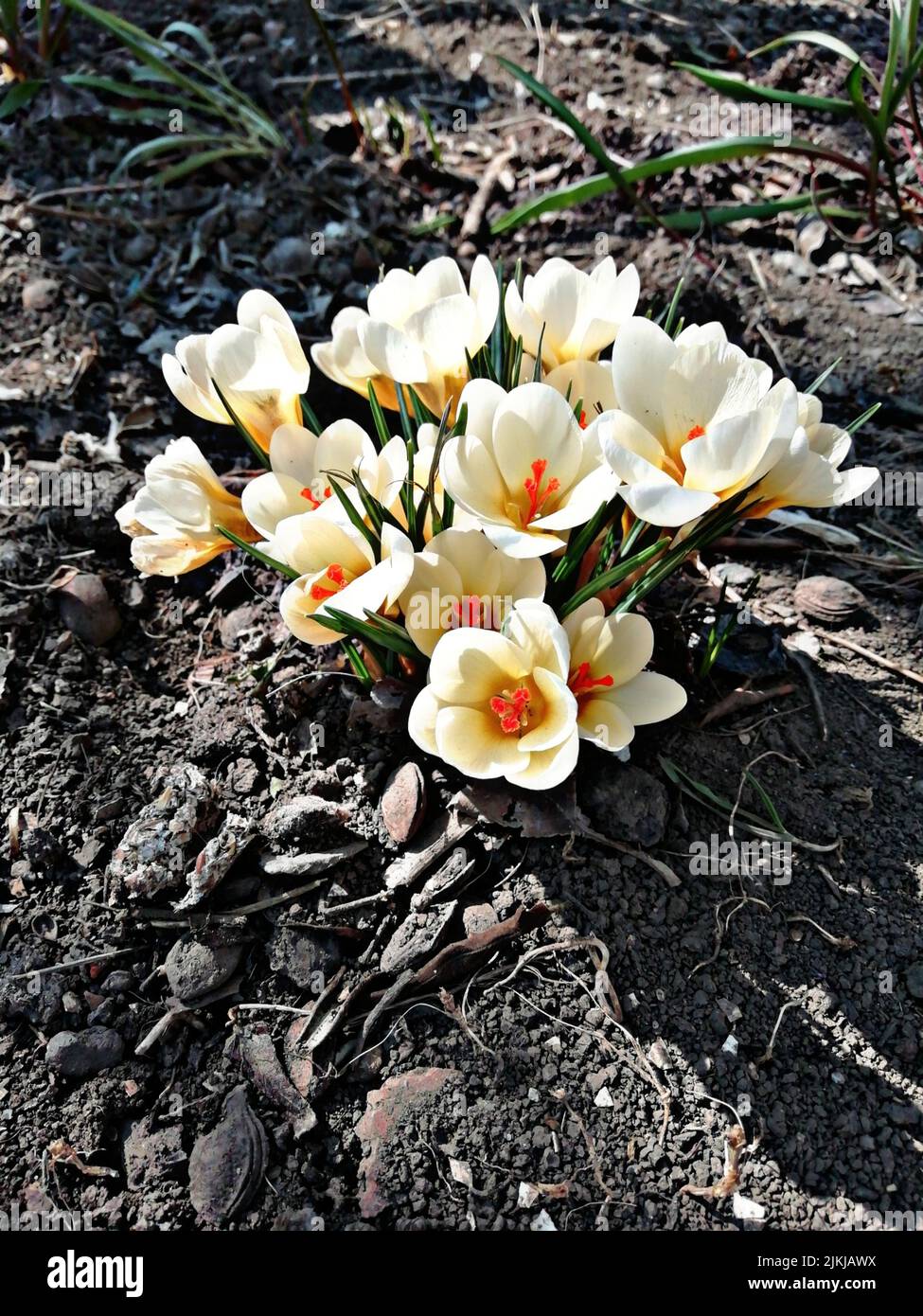 A vertical shot of blooming golden crocuses Stock Photo - Alamy