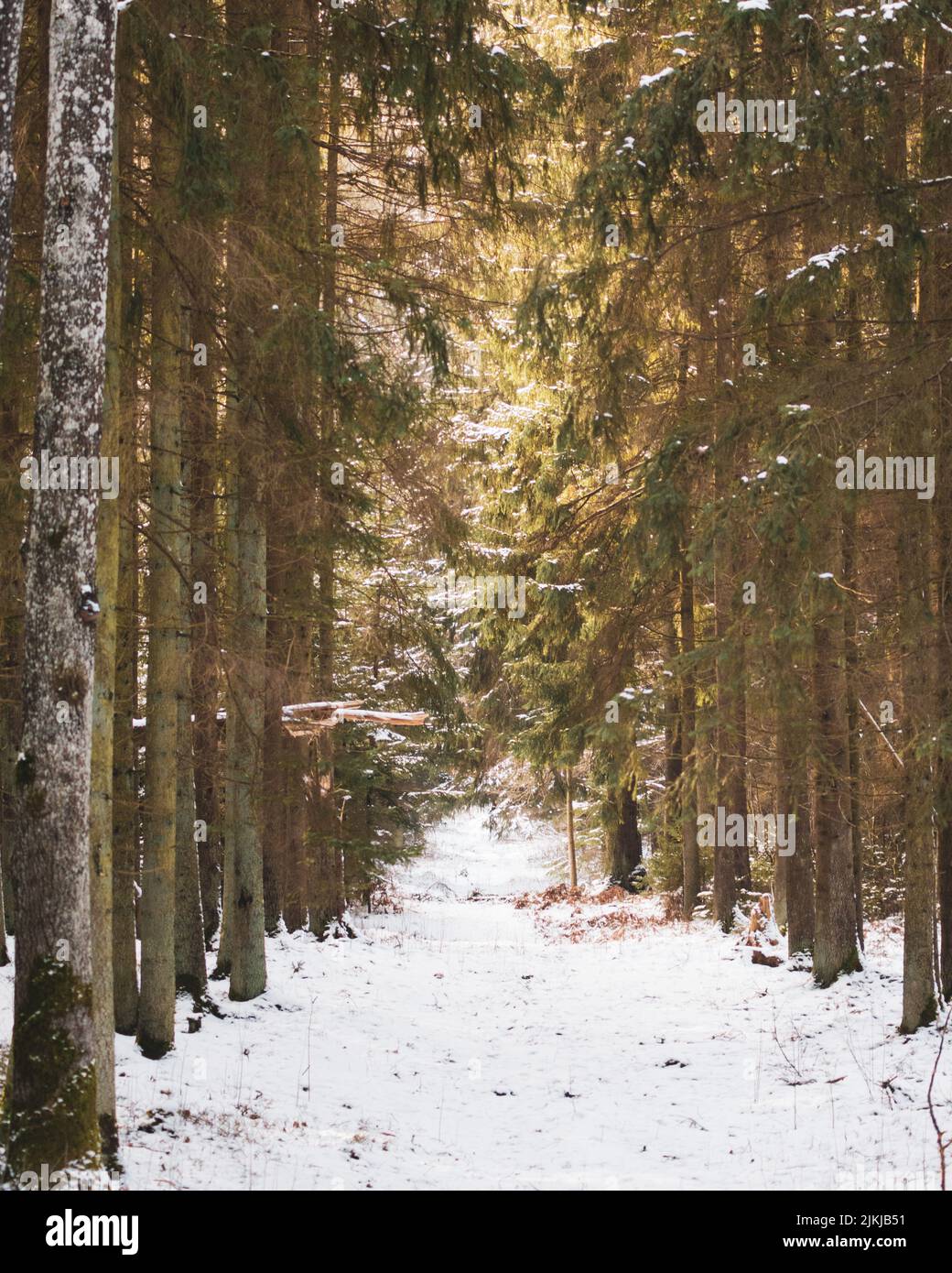 A vertical shot of the path covered in snow with tall pine trees in the forest in winter Stock ...