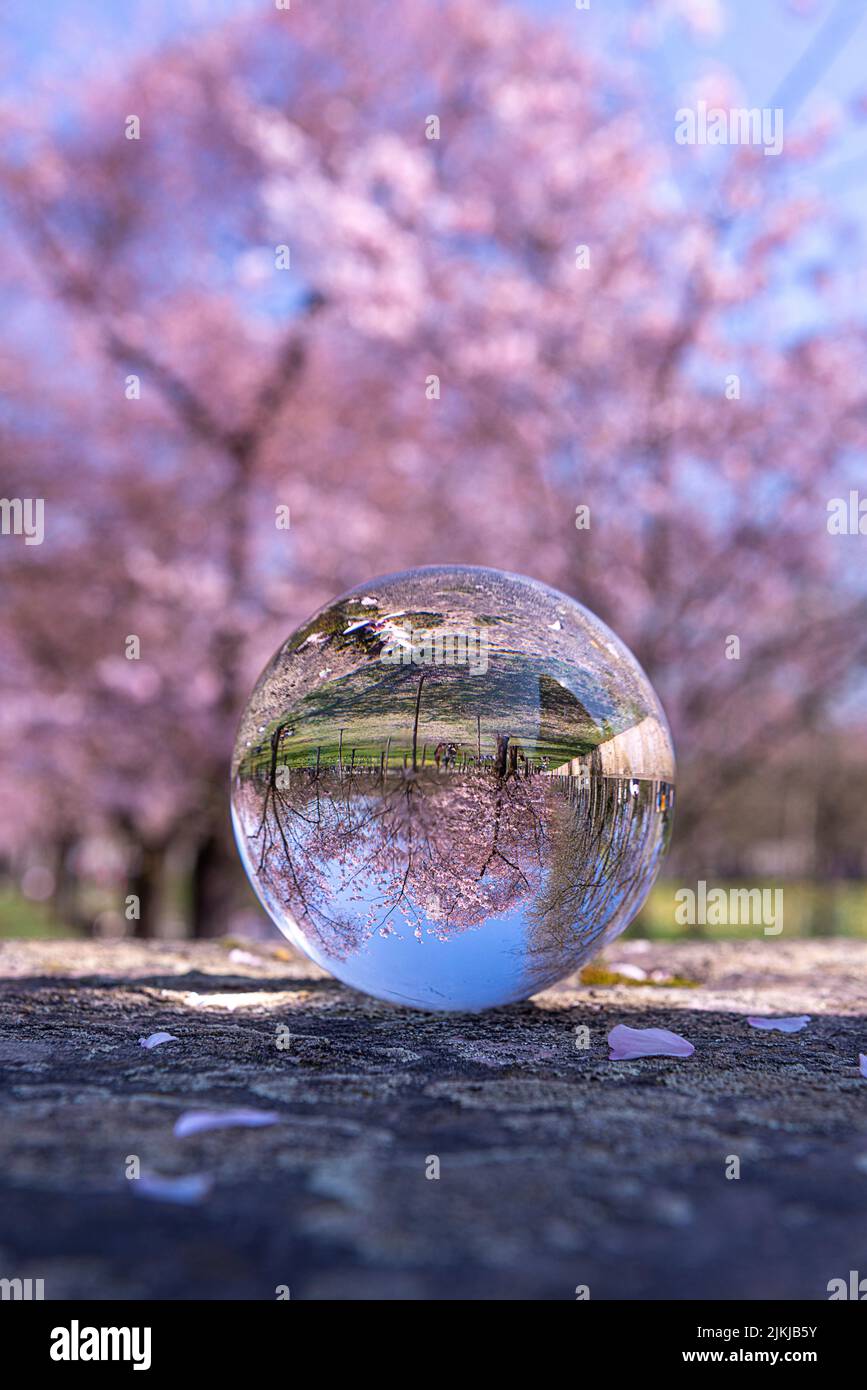 Lens ball tree hi-res stock photography and images - Alamy