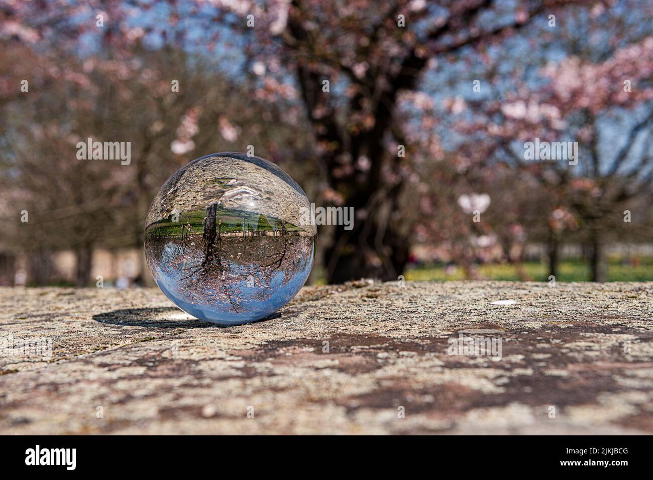 Lens ball tree hi-res stock photography and images - Alamy