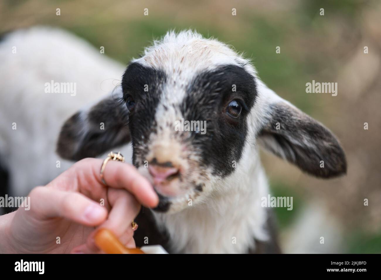 Hand lamb hi-res stock photography and images - Alamy