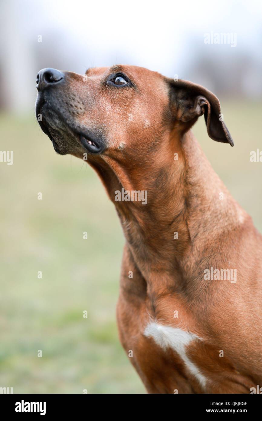 A portrait of an adorable Rhodesian ridgeback looking up Stock Photo ...