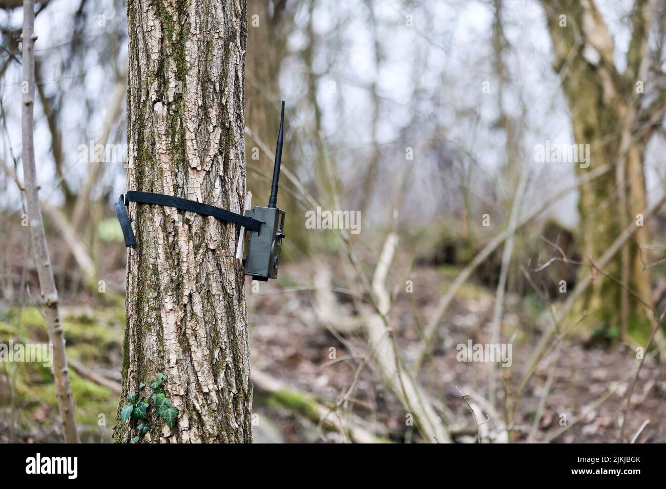 Technology tree hi-res stock photography and images - Alamy