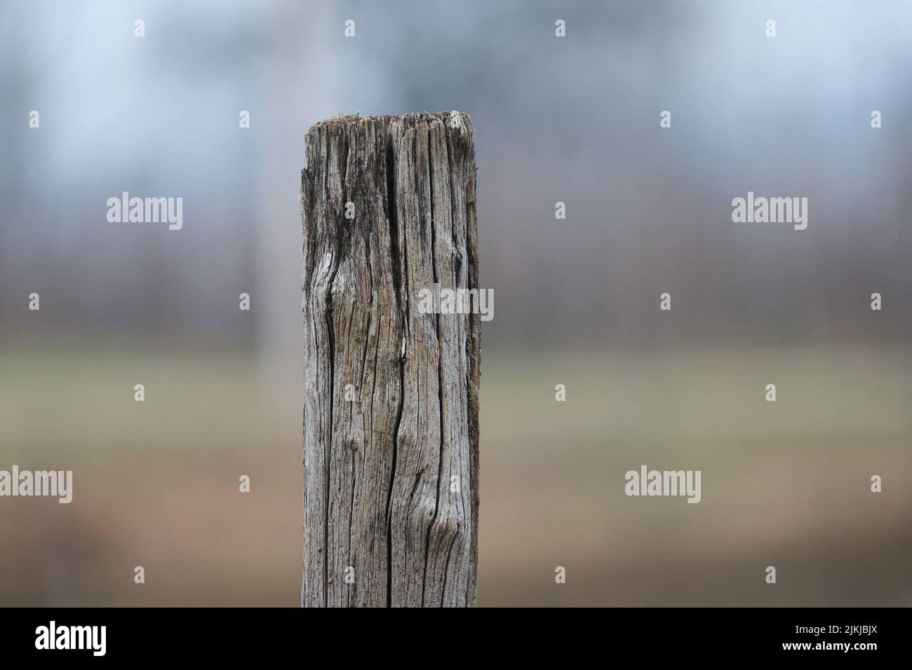Cut log focus nature hi-res stock photography and images - Alamy