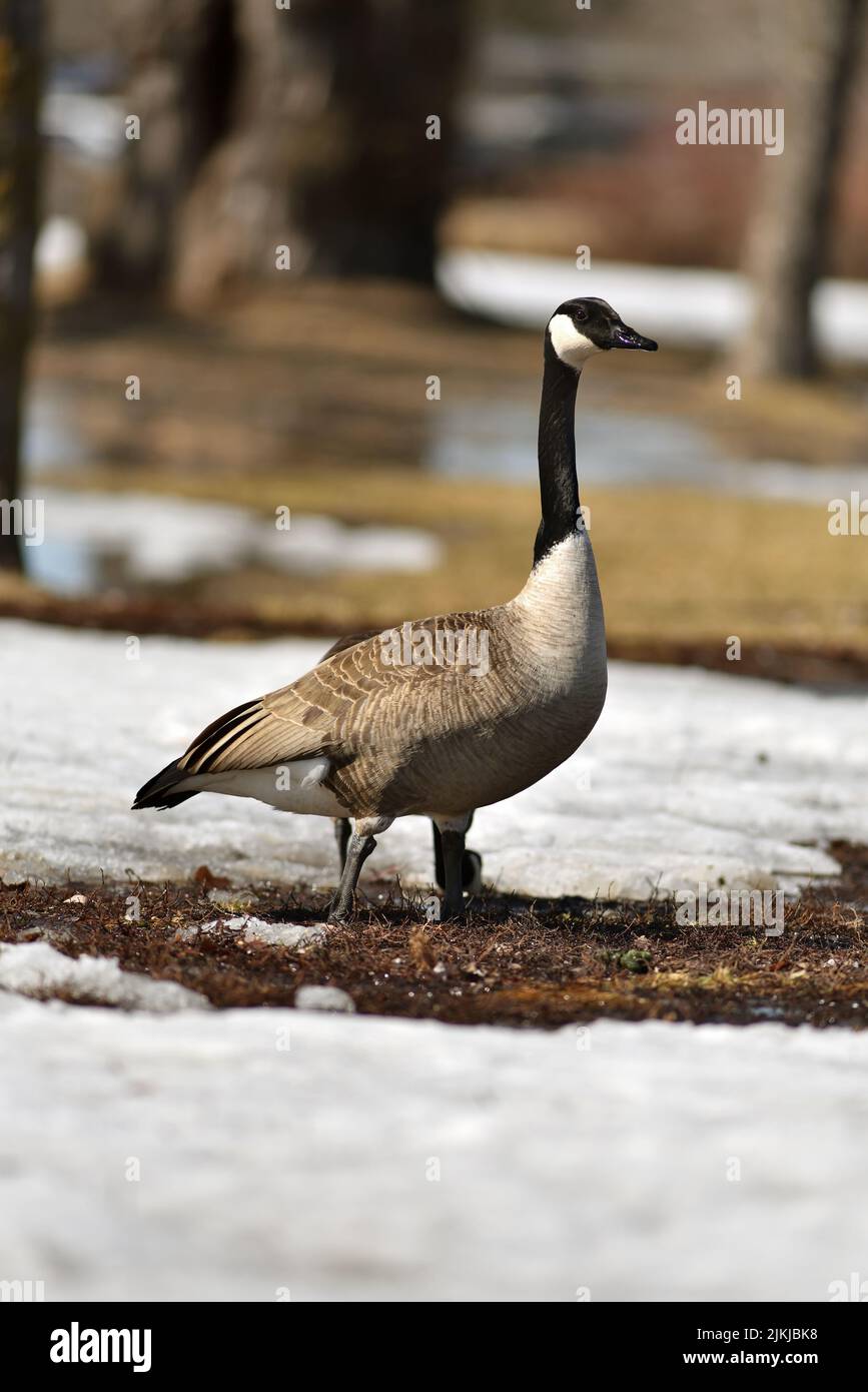 Vertical shot canada goose hi-res stock photography and images - Alamy