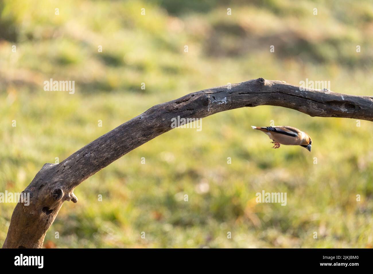 A hawfinch bird flying in a park Stock Photo - Alamy