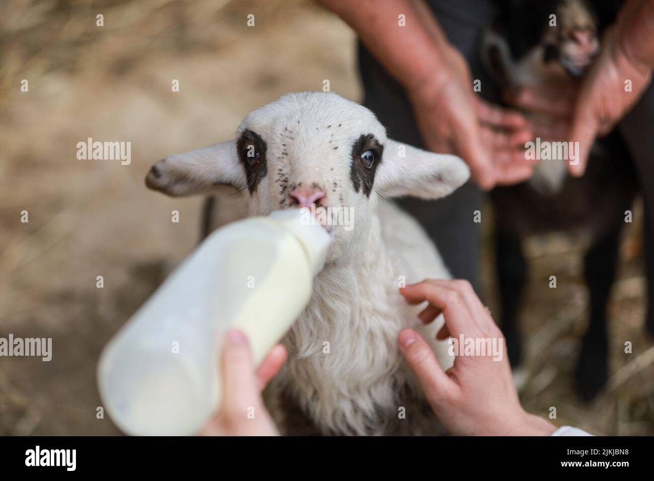 A cute lamb being hand-fed by a farmer Stock Photo - Alamy