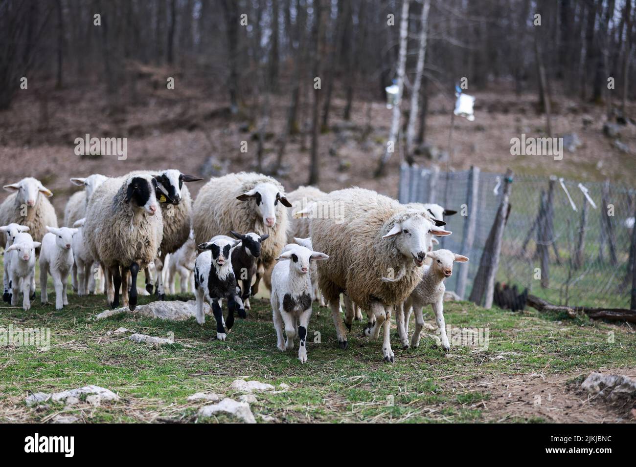 Closeup shot white sheep hi-res stock photography and images - Alamy