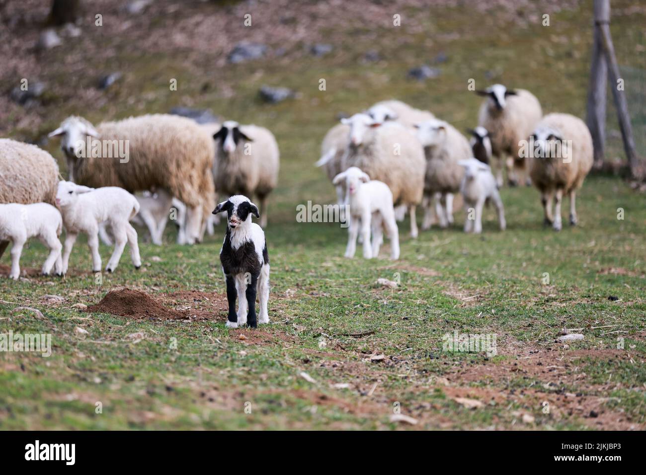 Sheep limbs hi-res stock photography and images - Alamy