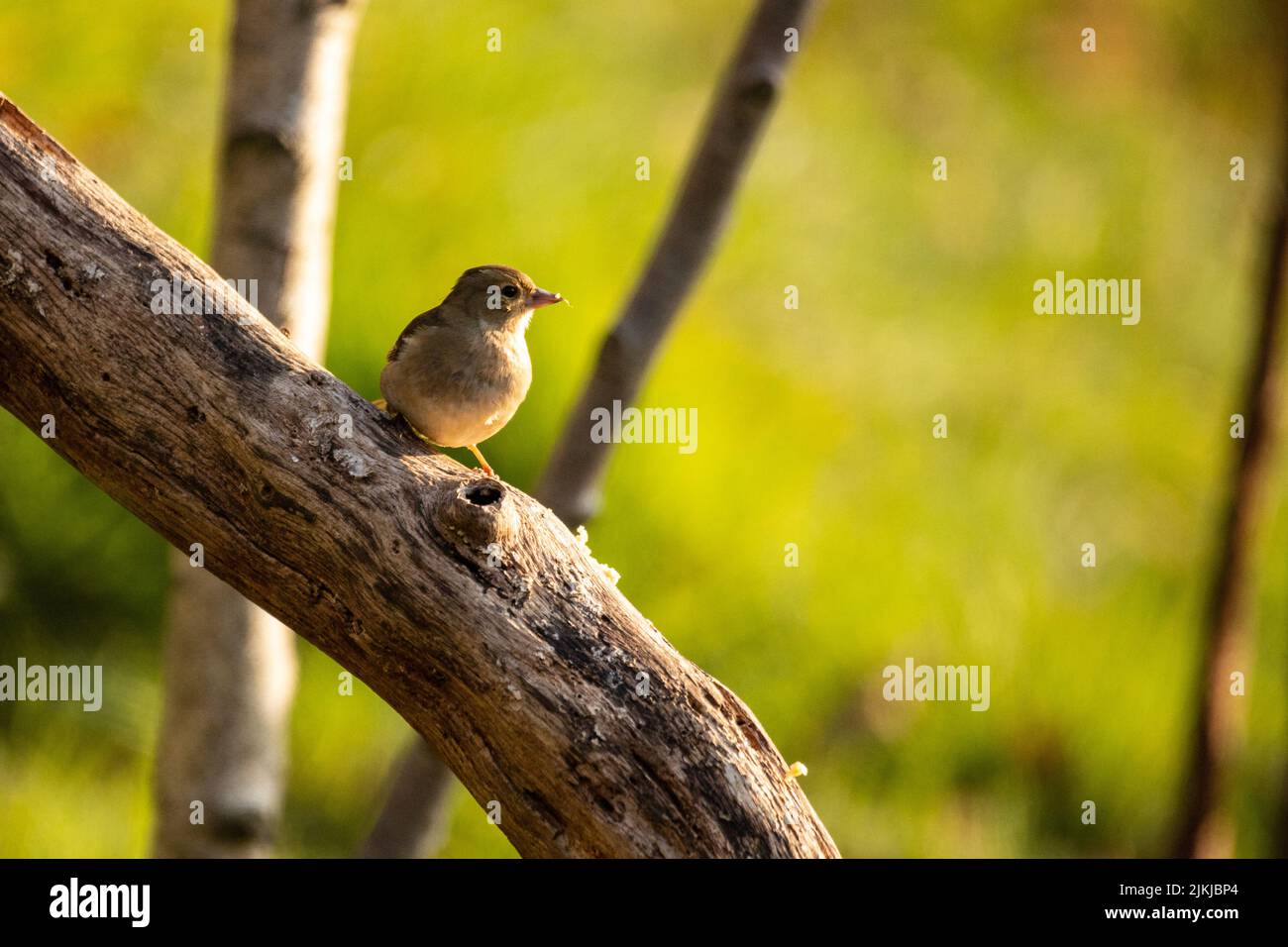 Old world bird hi-res stock photography and images - Alamy