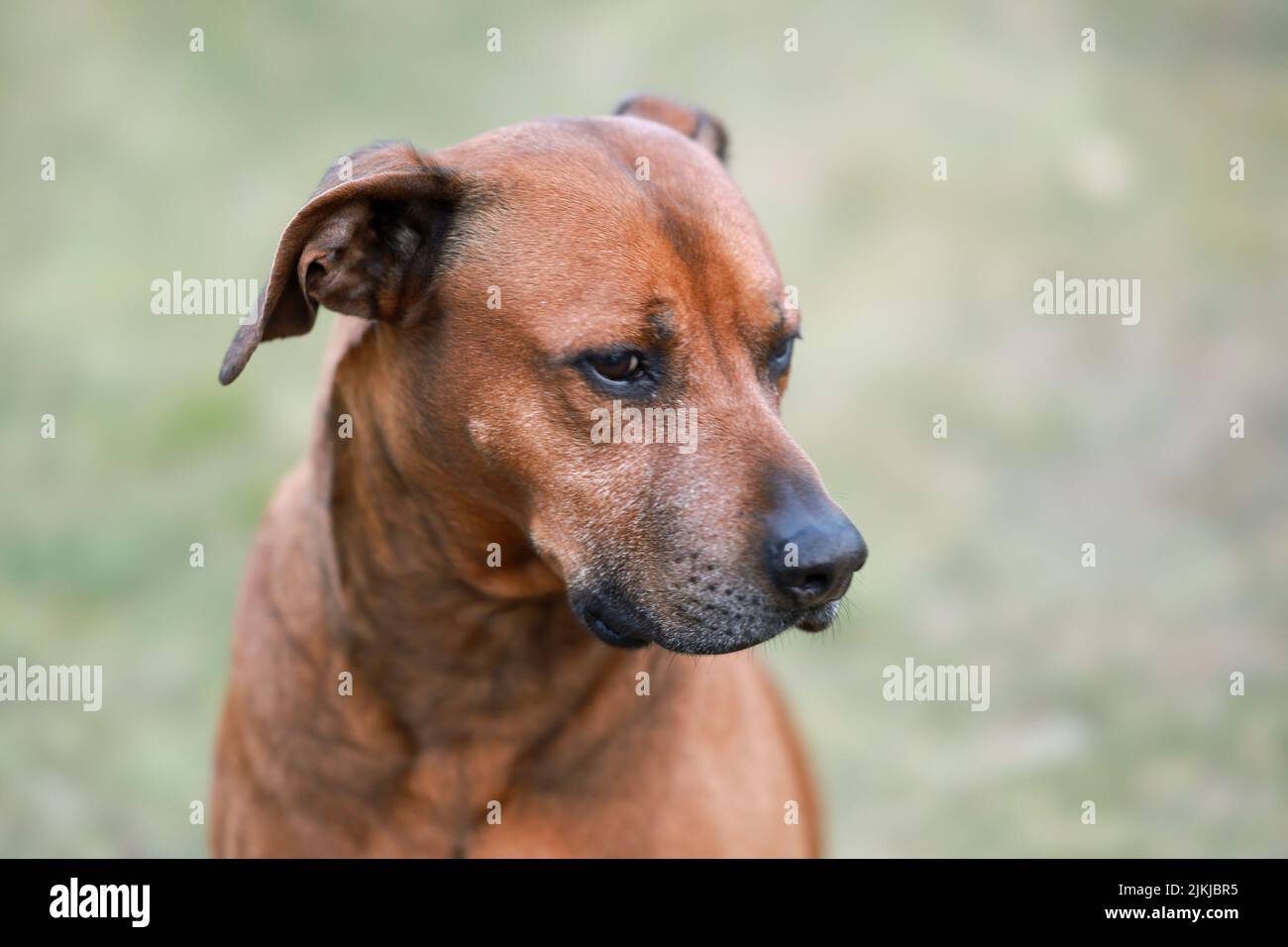 Rhodesian ridgeback face hi-res stock photography and images - Alamy
