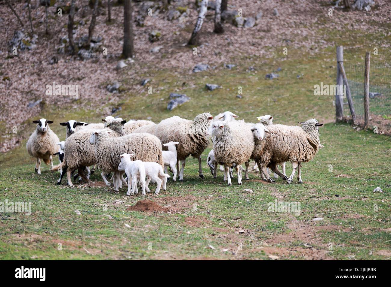 Sheep limbs hi-res stock photography and images - Alamy