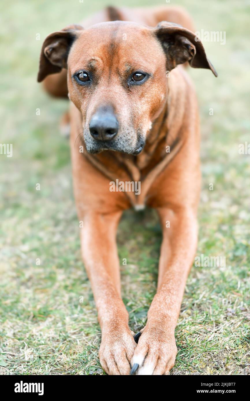 Rhodesian Ridgeback Bulldog Mix