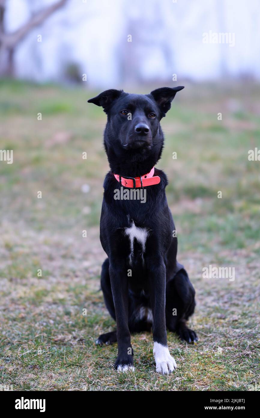 Black furry dog hi-res stock photography and images - Alamy