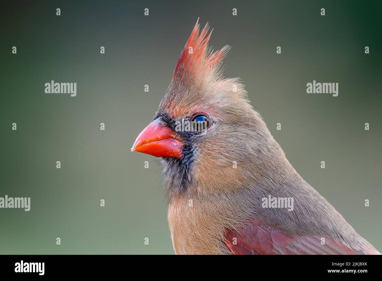 A portrait of a Female Northern Cardinal Stock Photo - Alamy